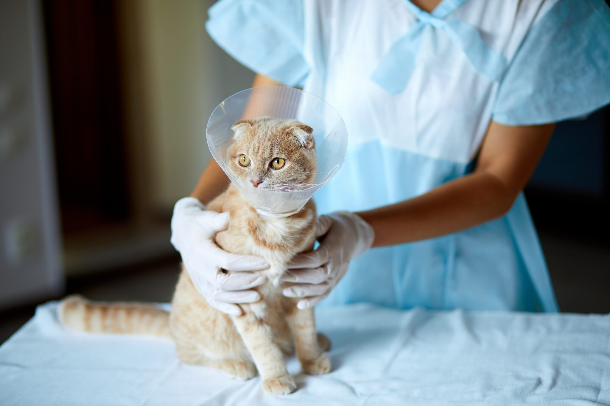 Spay and Neuter Services | Broadmoor Animal Hospital